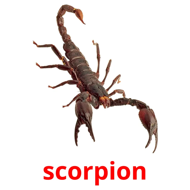 23 FREE Insects Flashcards | PDF | English Words