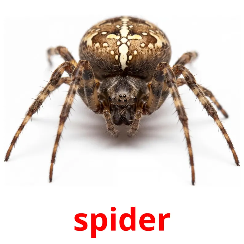 23 FREE Insects Flashcards | PDF | English Words