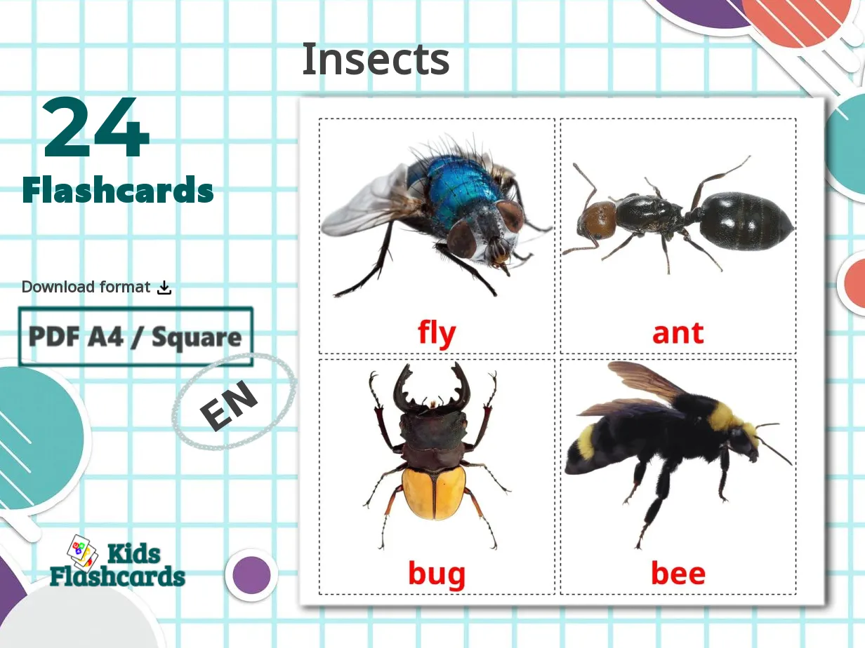 24 Printable Insects Flashcards in English (Free PDF)