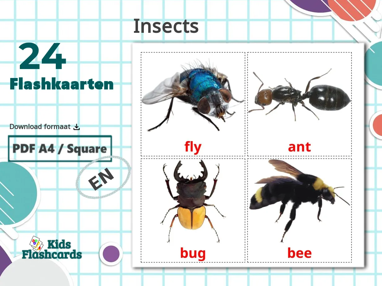 24 GRATIS Insecten Flashcards in 4 PDF formaten | Engels Afbeeldingen