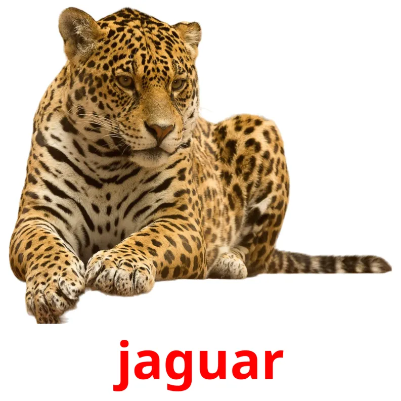 21 FREE Jungle animals Flashcards | PDF | English Words