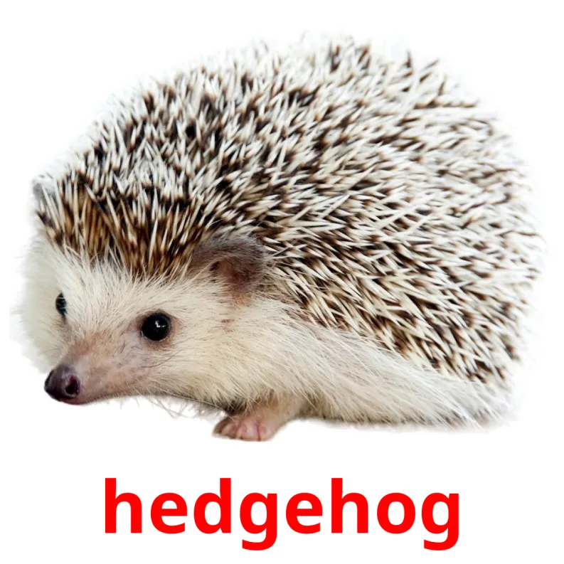 22 FREE Forest animals Flashcards | PDF | English Words