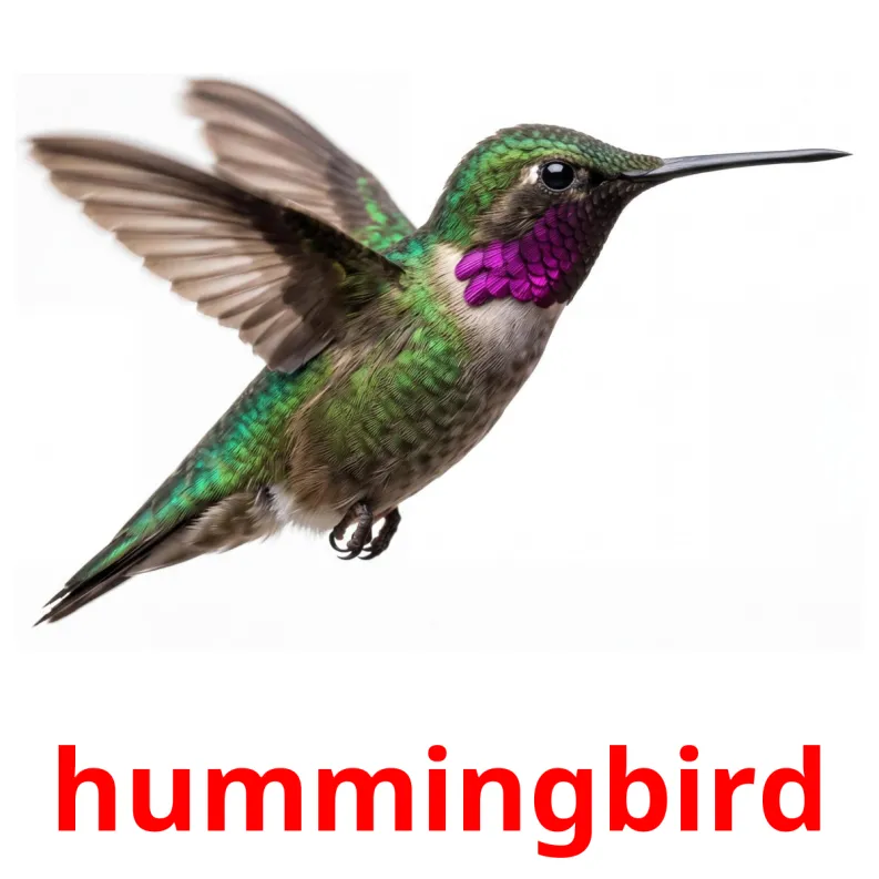 18 FREE Wild birds Flashcards | PDF | English Words