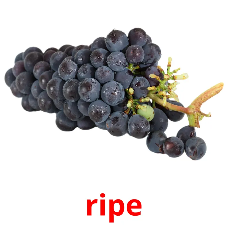 72 FREE Opposites Flashcards | PDF | English Words