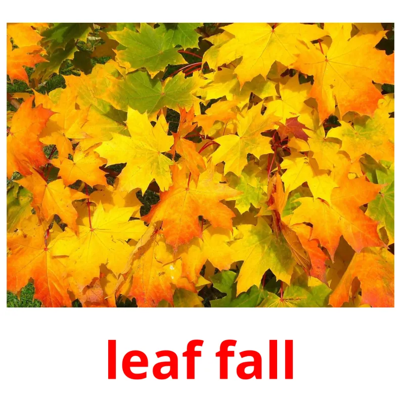 31 FREE Weather Flashcards | PDF | English Words