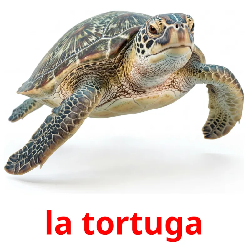 29 Tarjetas de Aprendizaje de Animales Marinos GRATIS en PDF | Imágenes ...