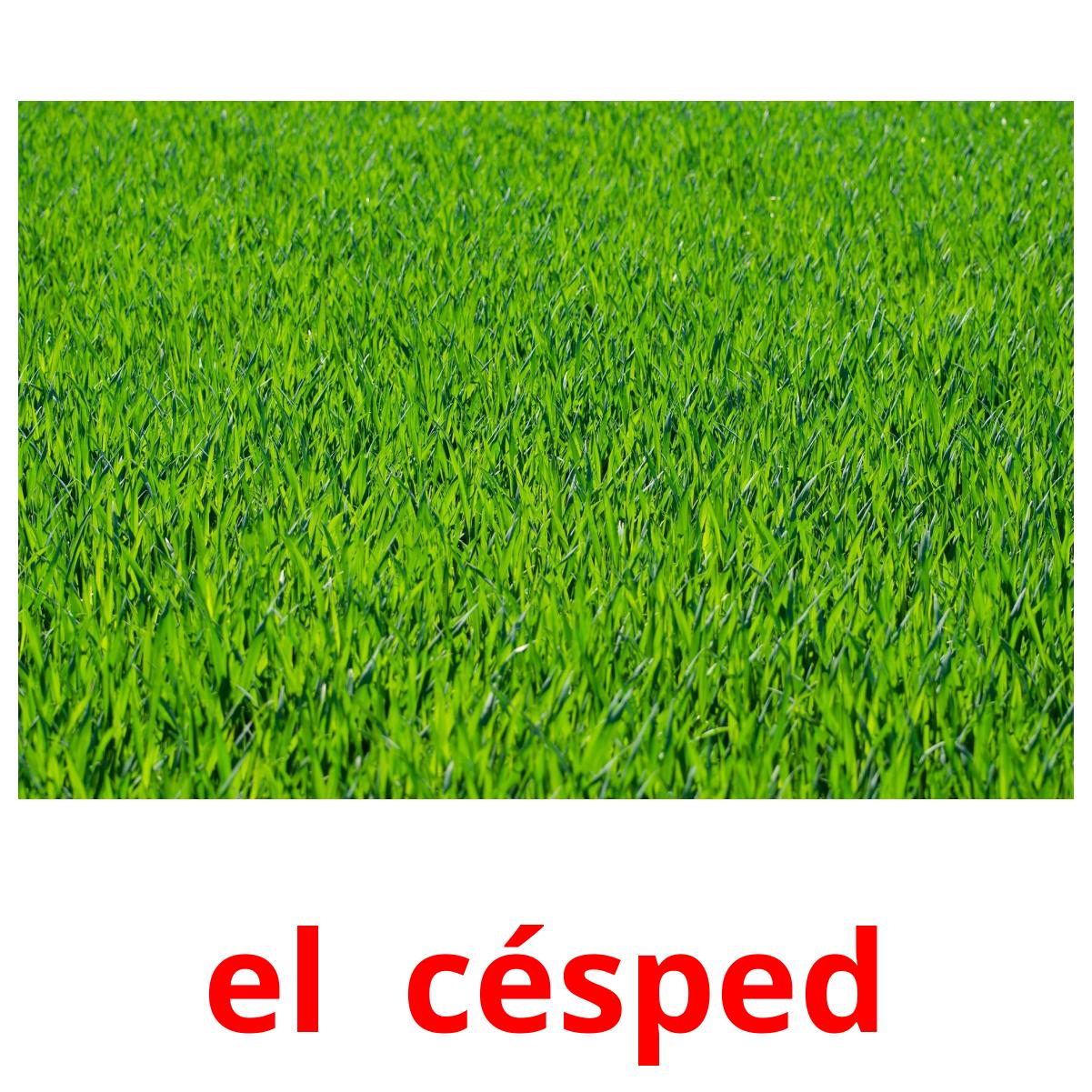 19 Printable Garden Flashcards in Spanish (Free PDF)