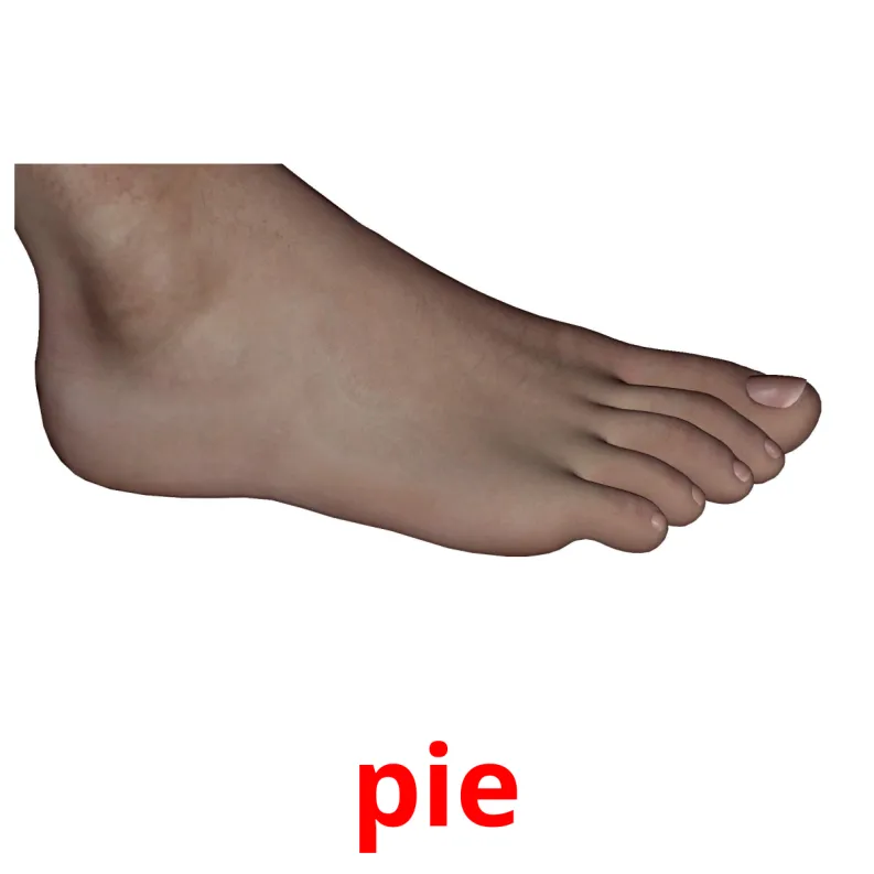 26 Tarjetas de Aprendizaje de Partes del Cuerpo GRATIS en PDF ...