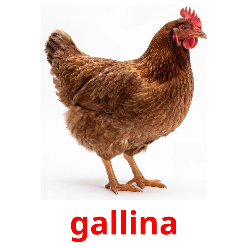 11 FREE Farm birds Flashcards | PDF | Spanish Words
