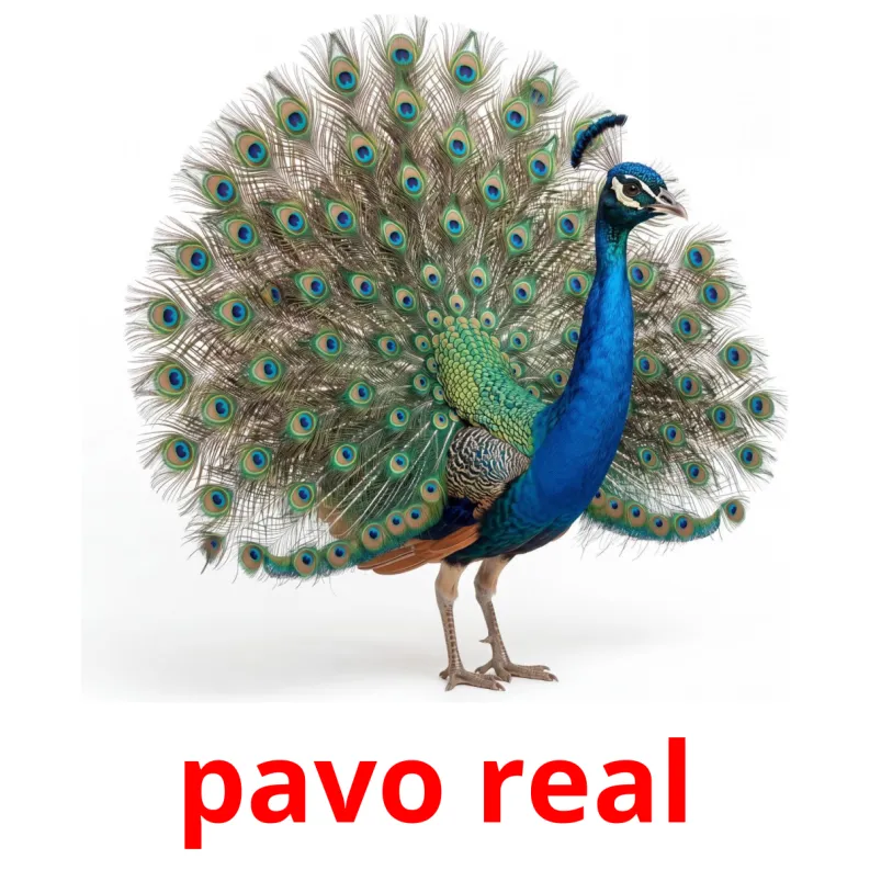 11 Tarjetas de Aprendizaje de Aves de granja GRATIS en PDF | Imágenes ...