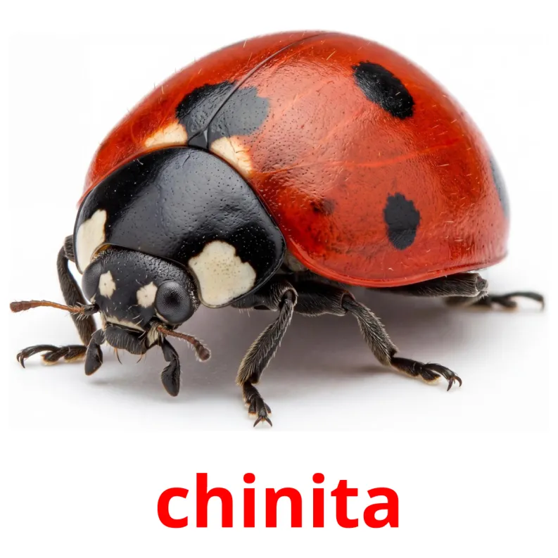 23 Tarjetas de Aprendizaje de Insectos GRATIS en PDF | Imágenes en Español
