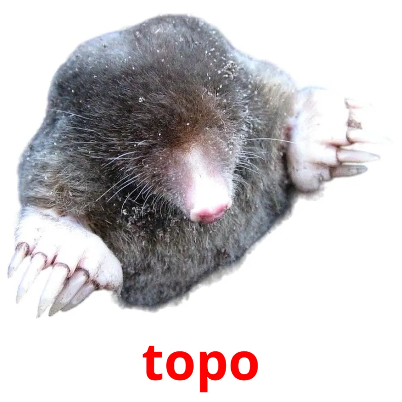 22 Tarjetas de Aprendizaje de Animales del Bosque GRATIS en PDF ...