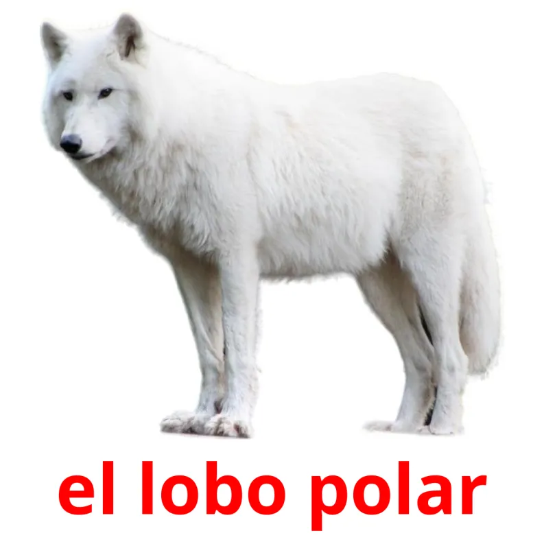 14 FREE Arctic animals Flashcards | PDF | Spanish Words
