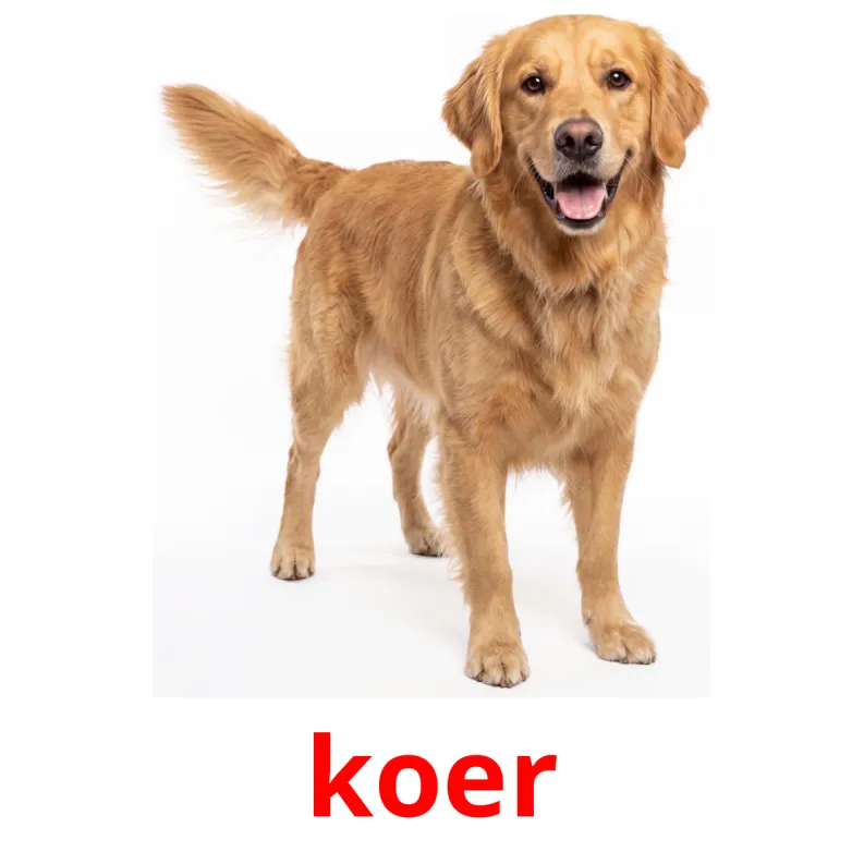 10 FREE Domestic animals Flashcards | PDF | Estonian Words