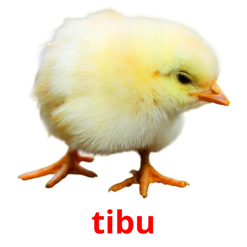 11 FREE Farm birds Flashcards | PDF | Estonian Words