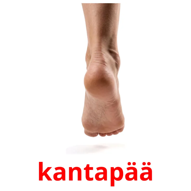 26 FREE Body Parts Flashcards | PDF | Finnish Words
