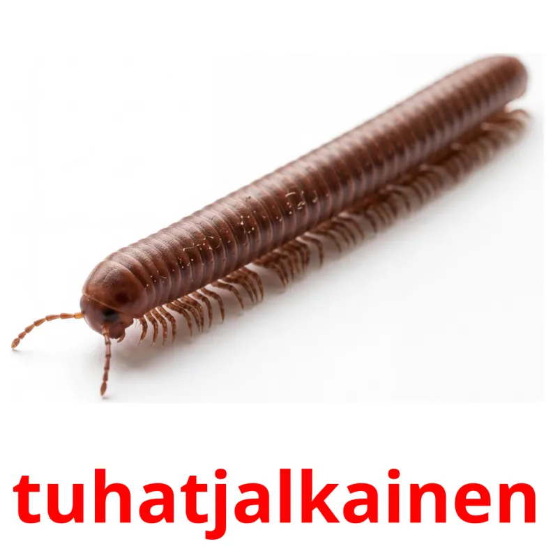 23 FREE Insects Flashcards | PDF | Finnish Words