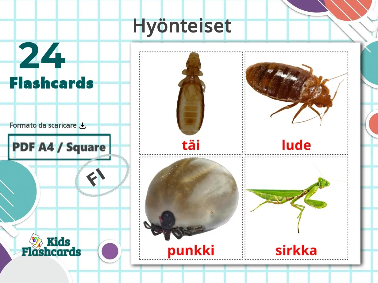 24 Flashcard GRATUITE sui Insetti in 4 Formati PDF | Immagini in Finlandese