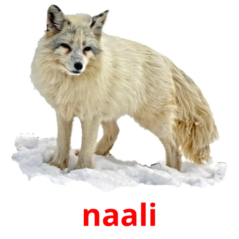 14 Cartões linguagem de Animais do Ártico GRÁTIS em 4 formatos PDF | Finlandês Pictures