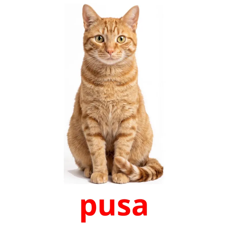 10 FREE Domestic animals Flashcards | PDF | Filipino Words