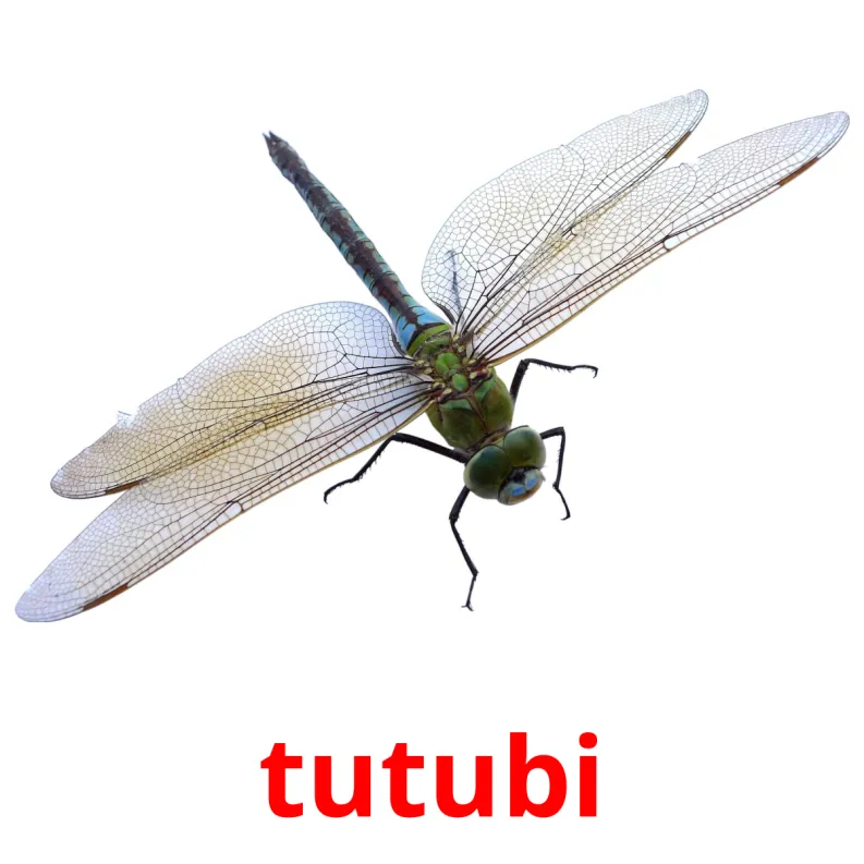23 FREE Insects Flashcards | PDF | Filipino Words
