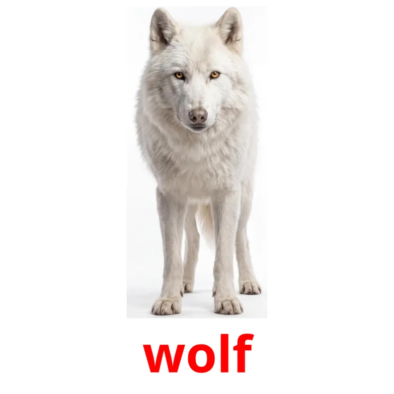 14 FREE Arctic animals Flashcards | PDF | Filipino Words