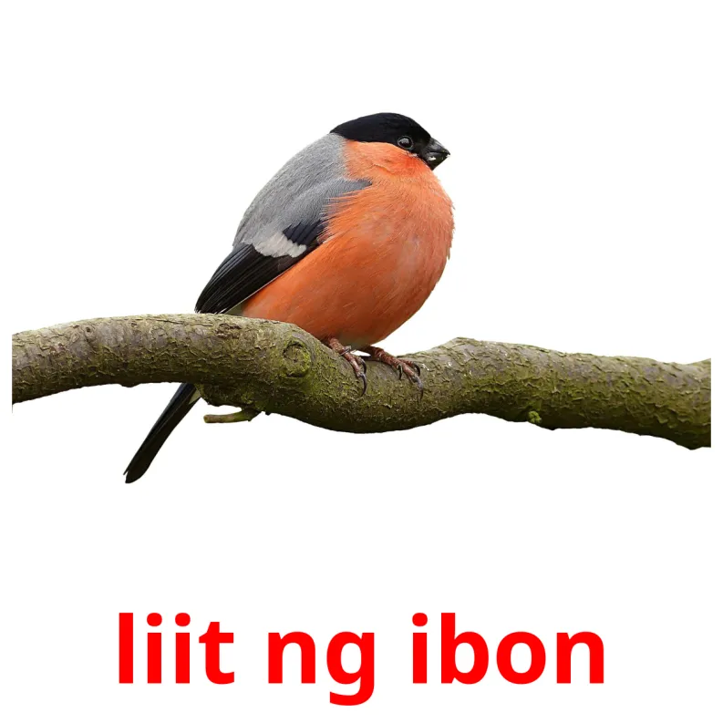 18 FREE Wild birds Flashcards in 4 PDF formats | Filipino Pictures
