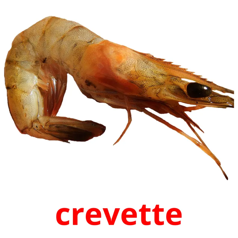 29 FREE Sea animals Flashcards | PDF | French Words