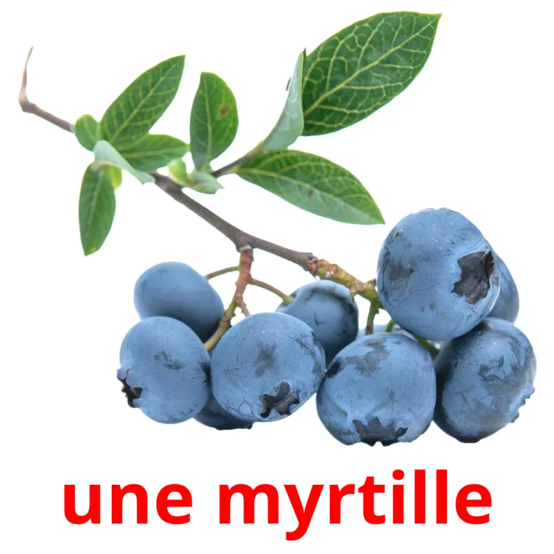 11 FREE Berries Flashcards | PDF | Arménien Words