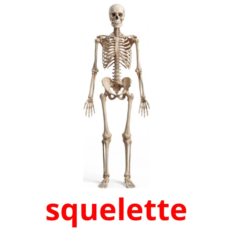 26 FREE Body Parts Flashcards | PDF | French Words