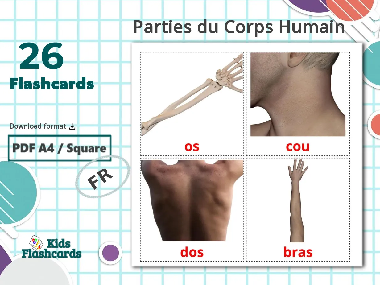 26 Printable Body Parts Flashcards in French (Free PDF)