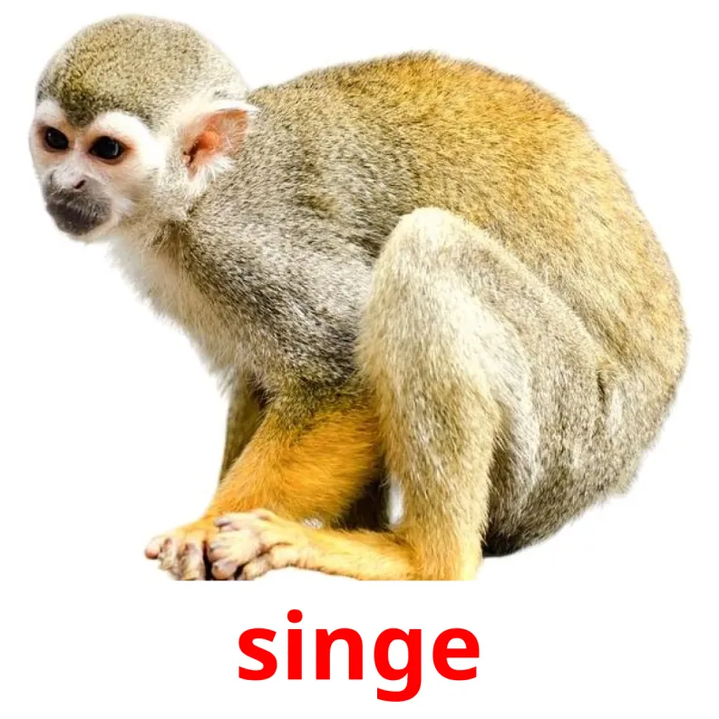 21 FREE Jungle animals Flashcards in 4 PDF formats | French Pictures