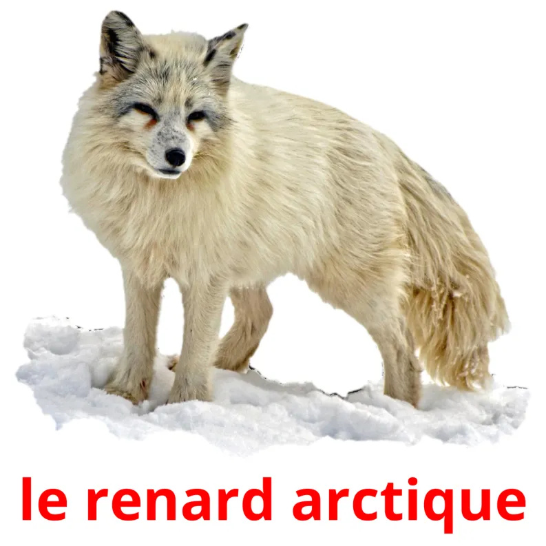 14 FREE Arctic animals Flashcards | PDF | French Words