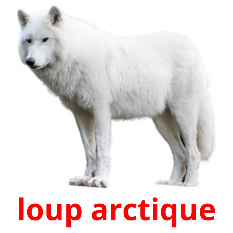 14 FREE Arctic animals Flashcards | PDF | French Words