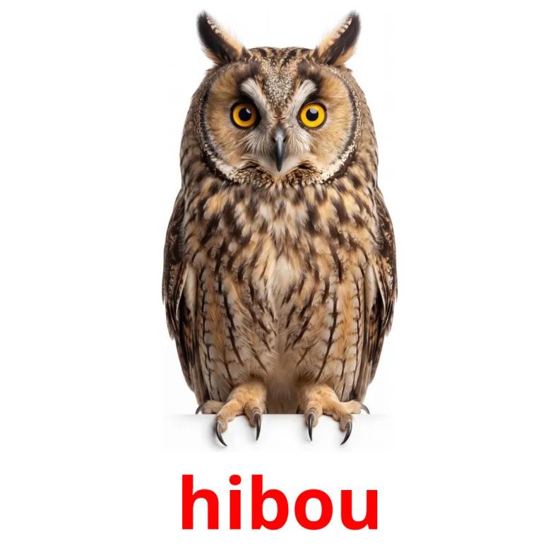18 FREE Wild birds Flashcards | PDF | French Words