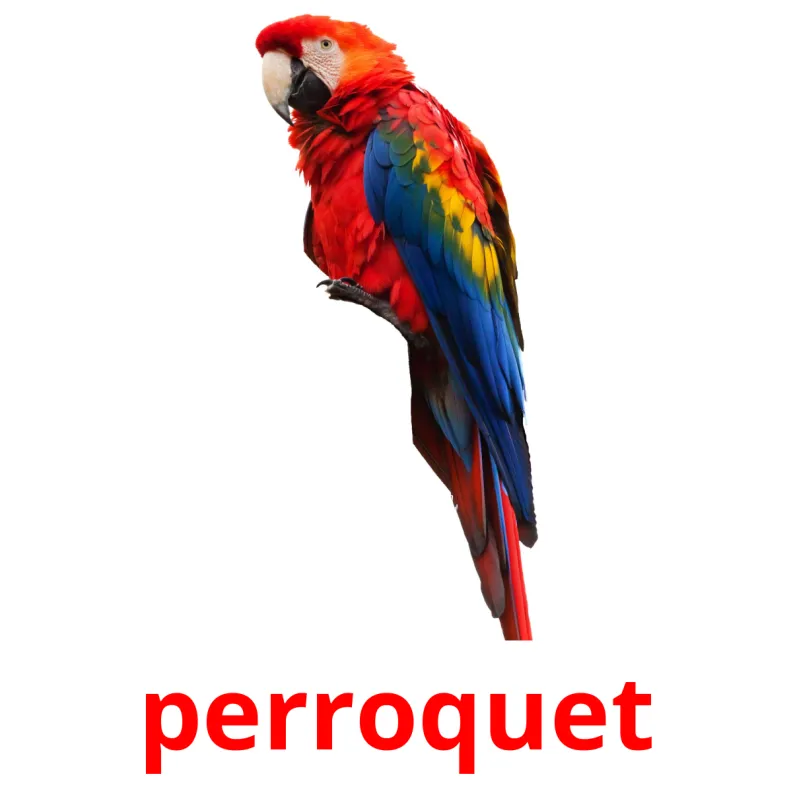 18 FREE Wild birds Flashcards | PDF | French Words