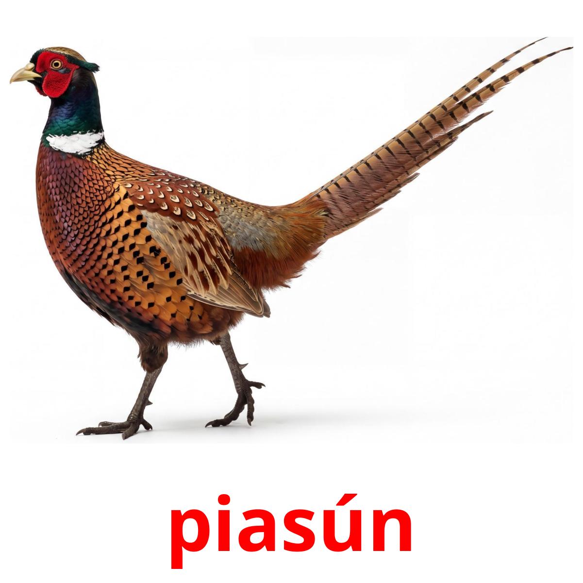 12 Printable Farm birds Flashcards in Irish (Free PDF)
