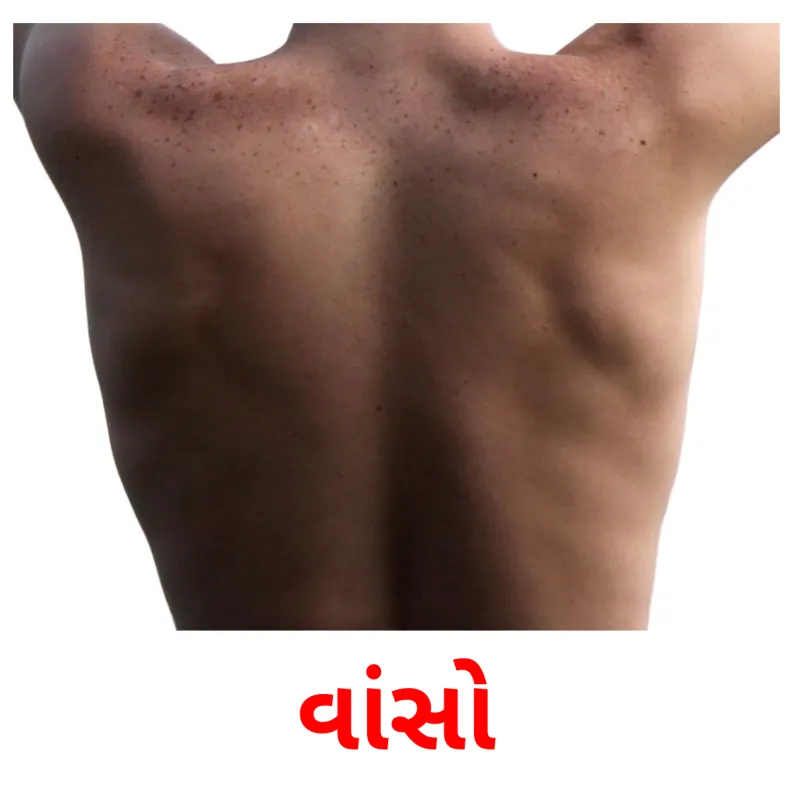 26 FREE Body Parts Flashcards | PDF | Gujarati Words