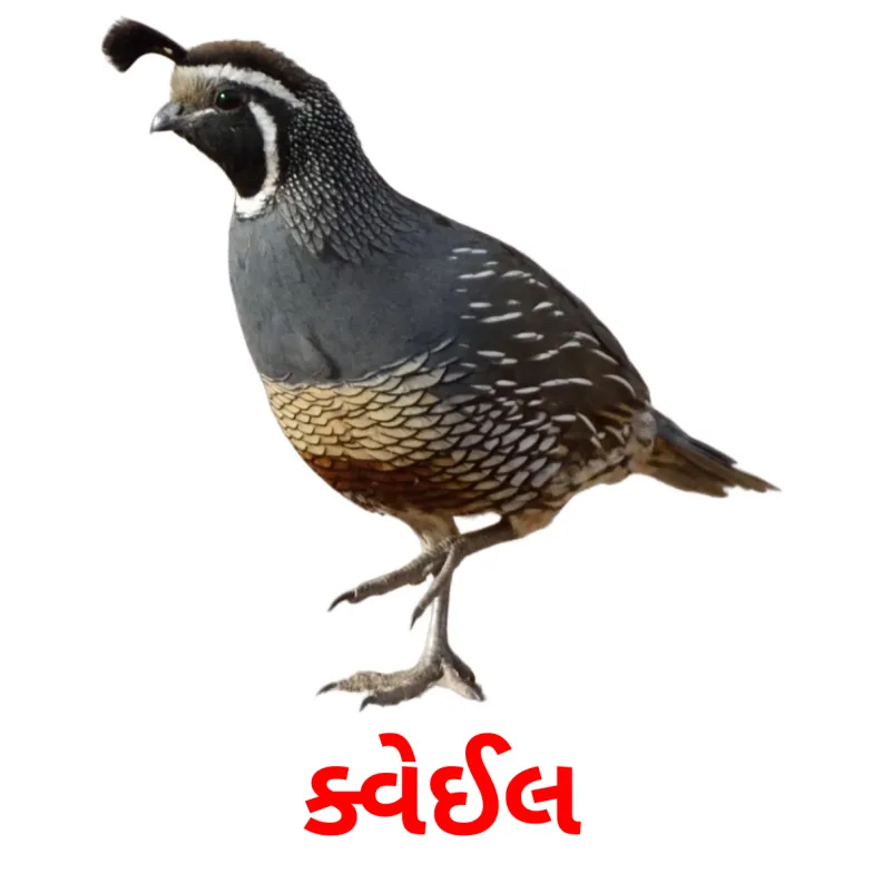 11 FREE Farm birds Flashcards | PDF | Gujarati Words