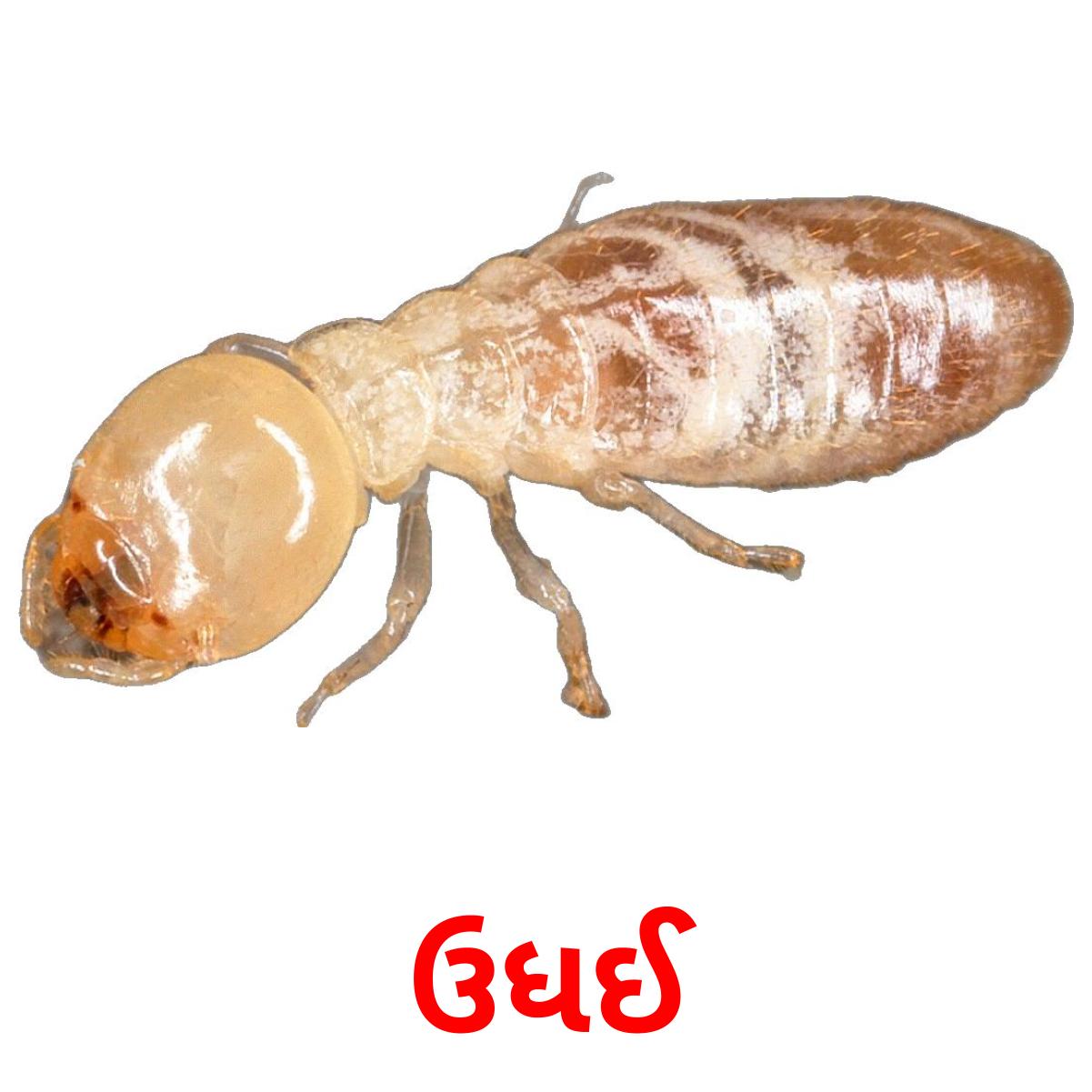 24 Printable Insects Flashcards in Gujarati (Free PDF)