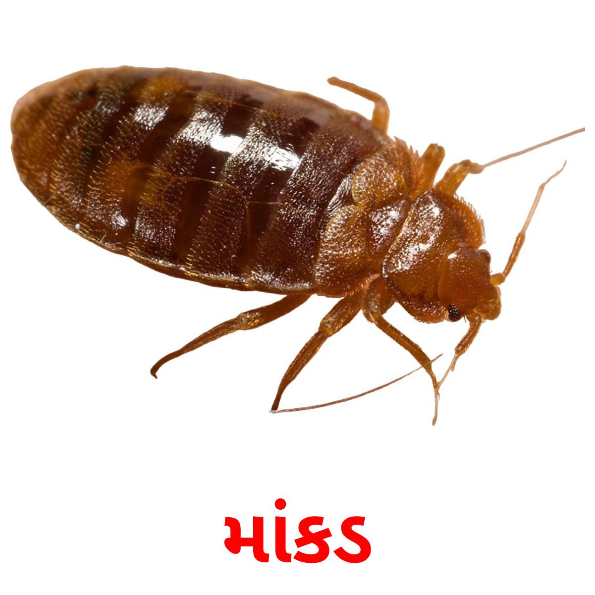 24 Бесплатные Карточки Насекомые на Гуджарати | PDF