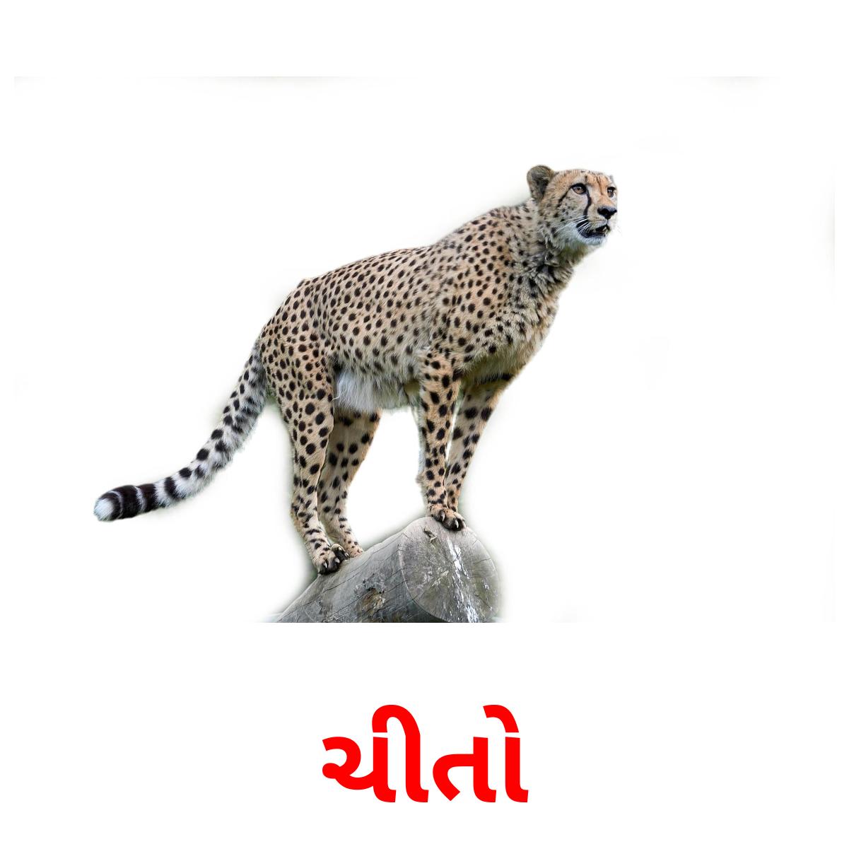 22 Printable Jungle animals Flashcards in Gujarati (Free PDF)