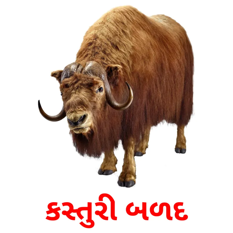 134 FREE Gujarati Animals Flashcards | PDF