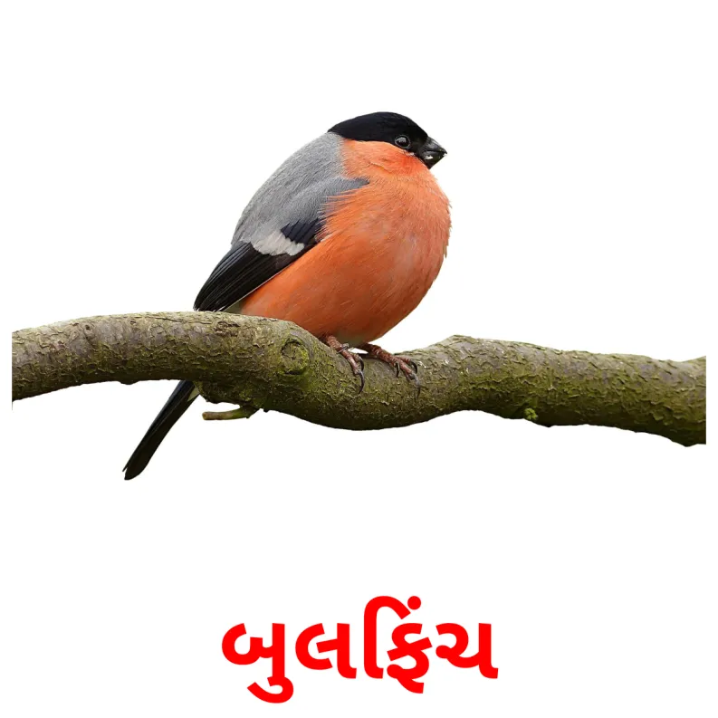 18 FREE Wild birds Flashcards | PDF | Gujarati Words