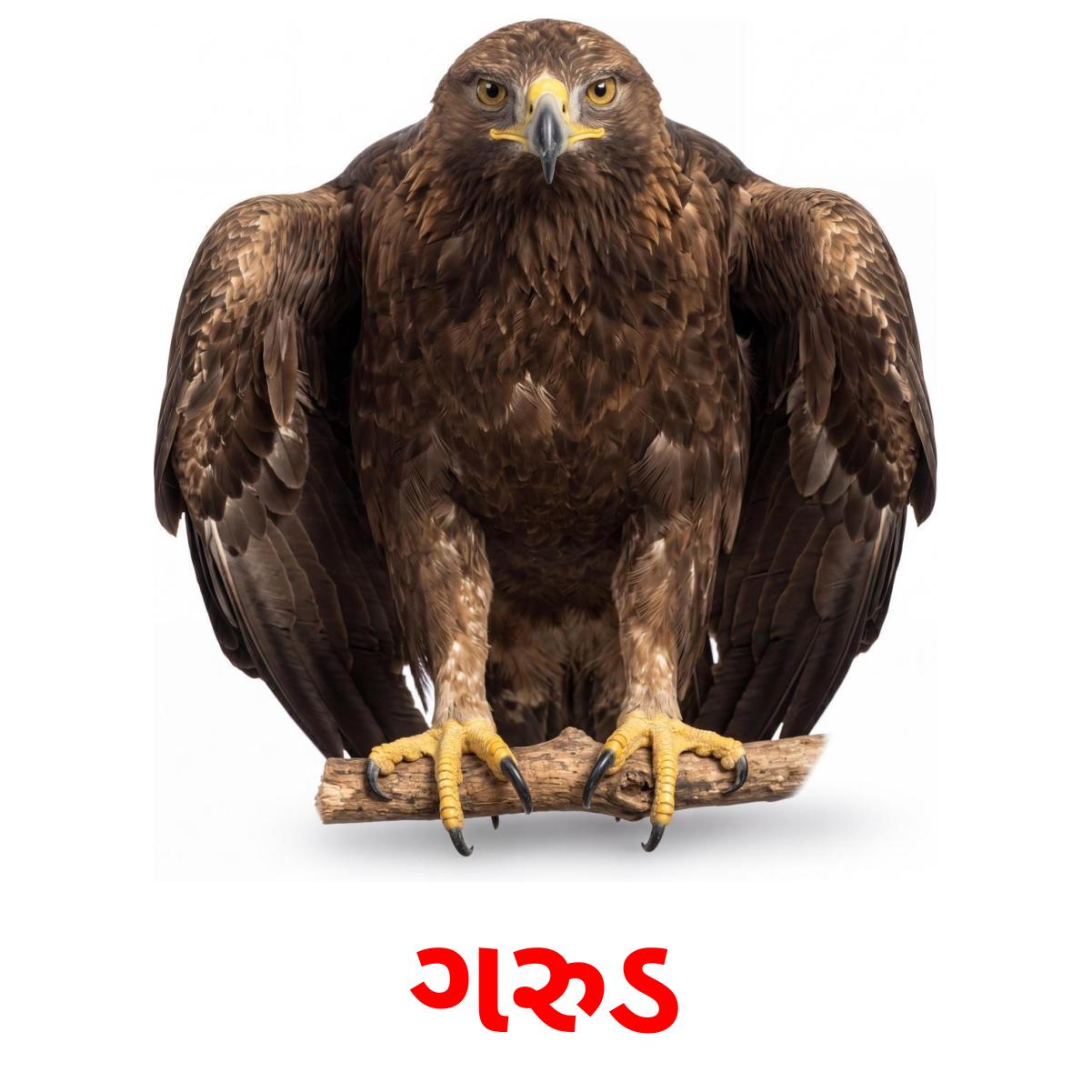 19 Printable Wild birds Flashcards in Gujarati (Free PDF)
