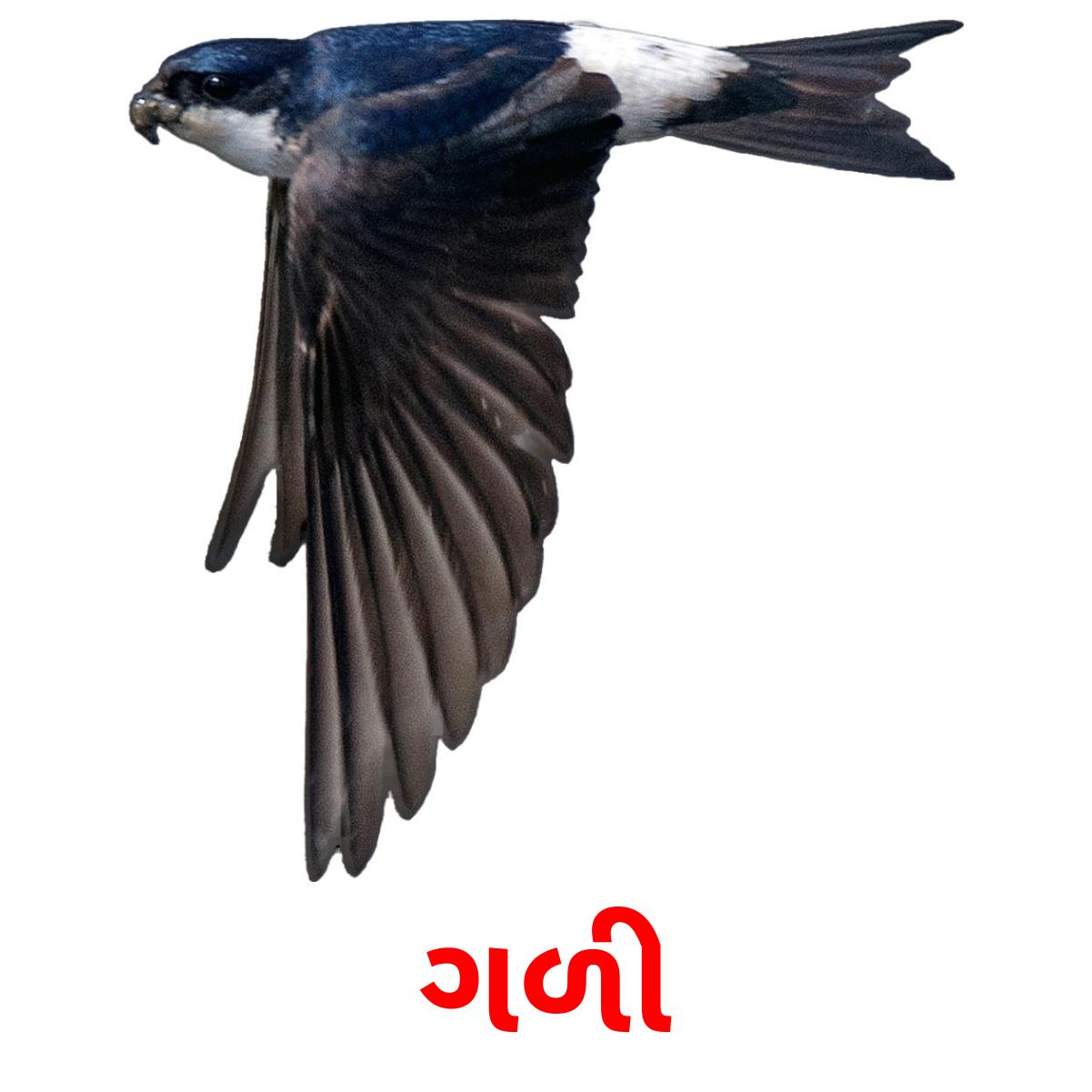 19 Printable Wild birds Flashcards in Gujarati (Free PDF)