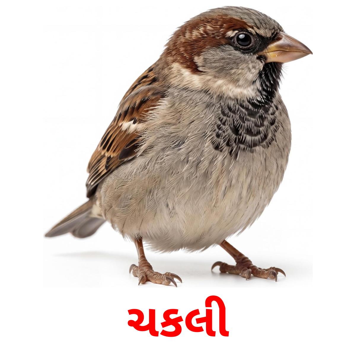 19 Printable Wild birds Flashcards in Gujarati (Free PDF)