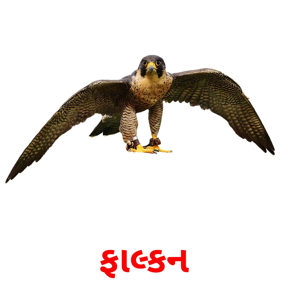 19 Printable Wild birds Flashcards in Gujarati (Free PDF)