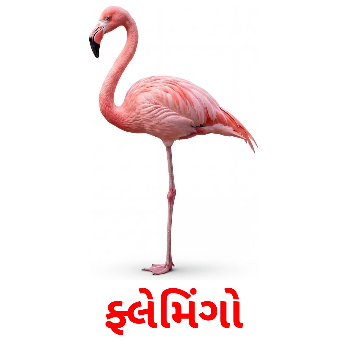 19 Printable Wild birds Flashcards in Gujarati (Free PDF)