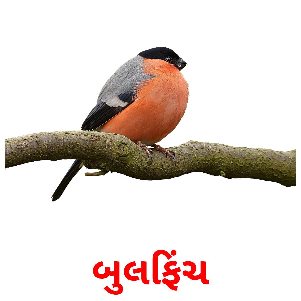 19 Printable Wild birds Flashcards in Gujarati (Free PDF)